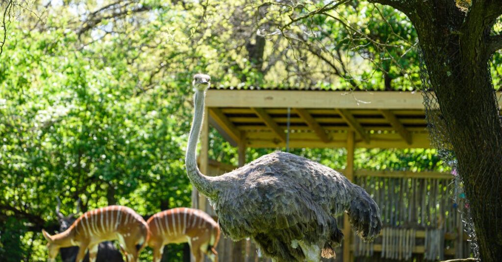 Bongo Bongo Dip Recipe