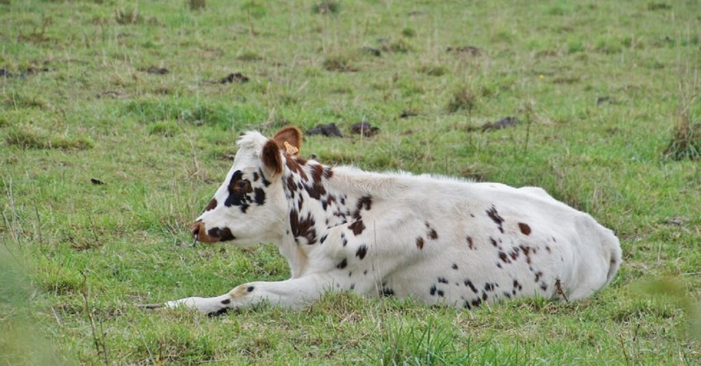 Spotted Cow Clone Recipe: Easy Homemade Brew Guide