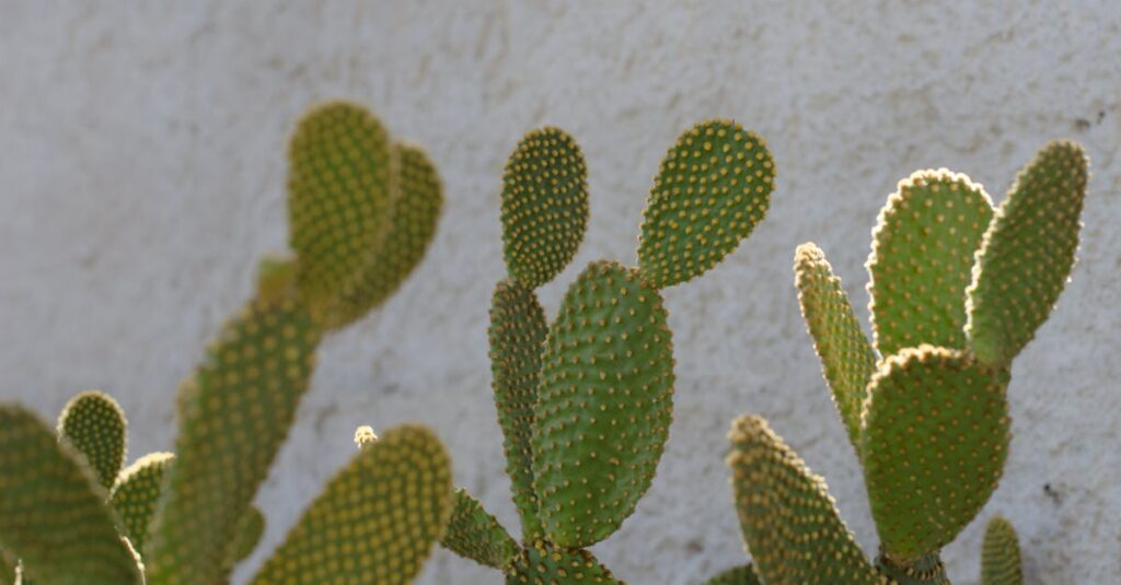 Prickly Pear Cactus Candy Recipe