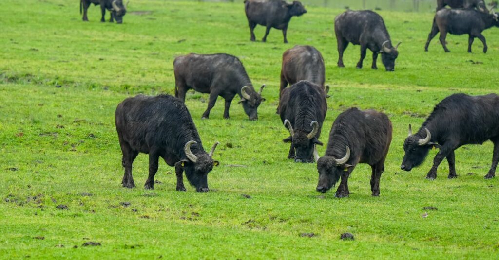 Buffalo Wild Wings Buffalo Rub Recipe