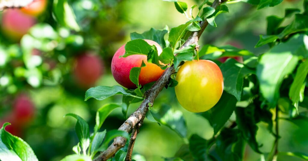 Yellow Plum Recipes: Easy & Delicious Ideas To Try Today