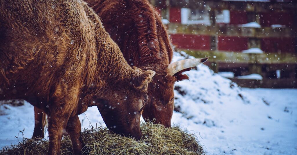 Beef Cattle Feed Mix Recipe: Easy & Nutritious Guide